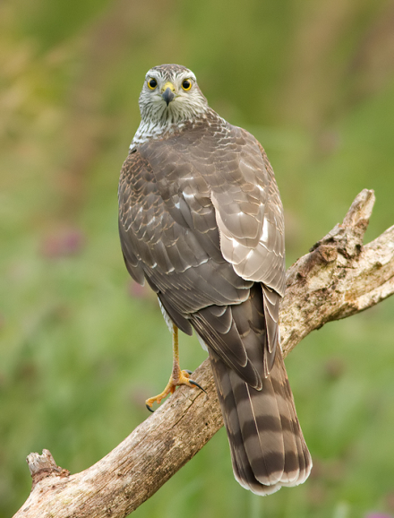 Krogulec (Accipiter nisus) - Zbigniew Maćko Fotografia przyrodnicza Krogulec (Accipiter nisus) - Zbigniew Maćko Fotografia przyrodnicza